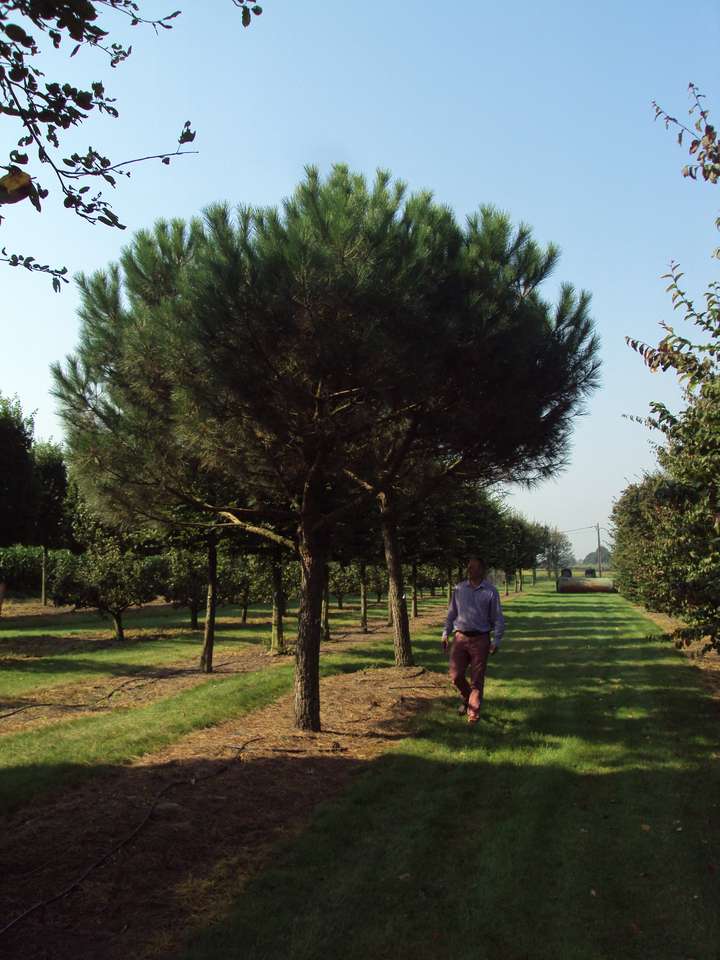 Pinus pinea - Stone Pine