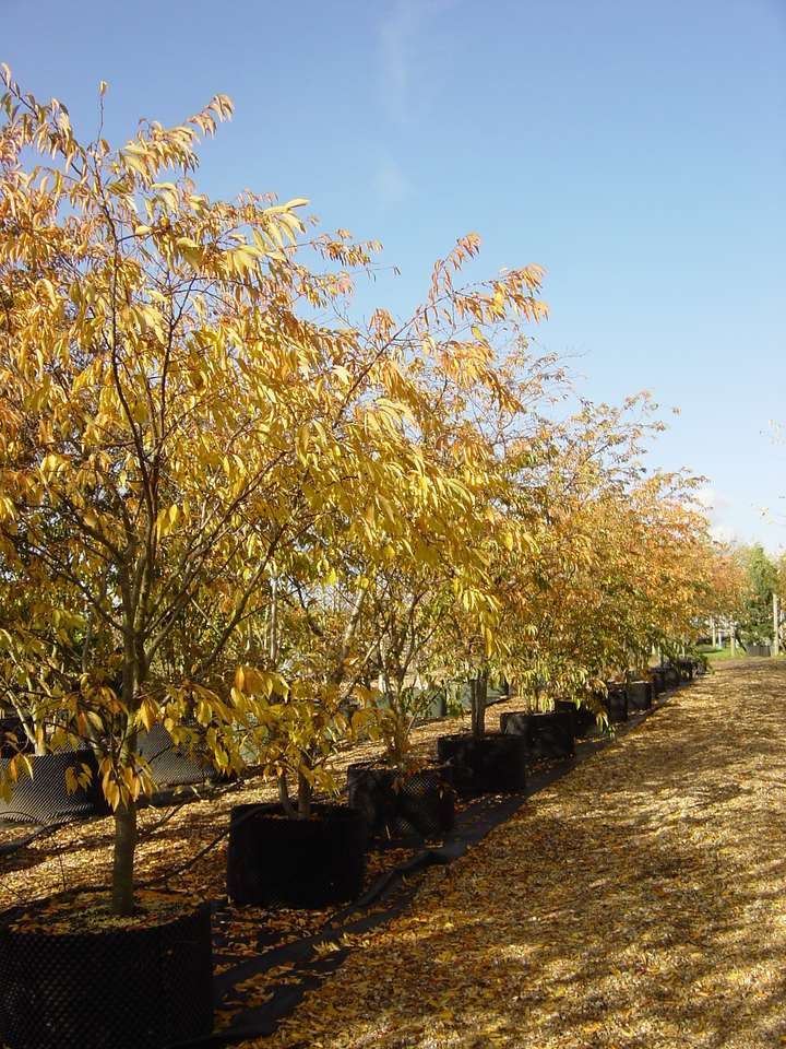 Prunus avium - Wild Cherry