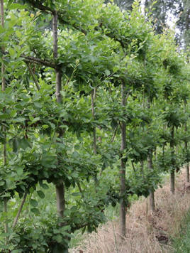 Prunus domestica - European Plum