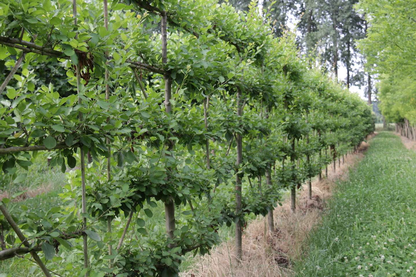 Prunus domestica - European Plum