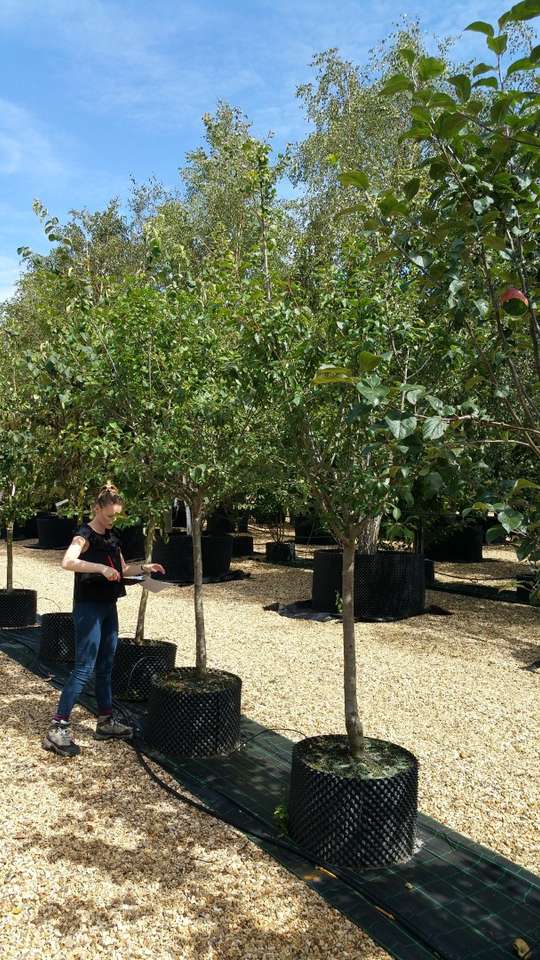 Prunus Domestica Tree Size