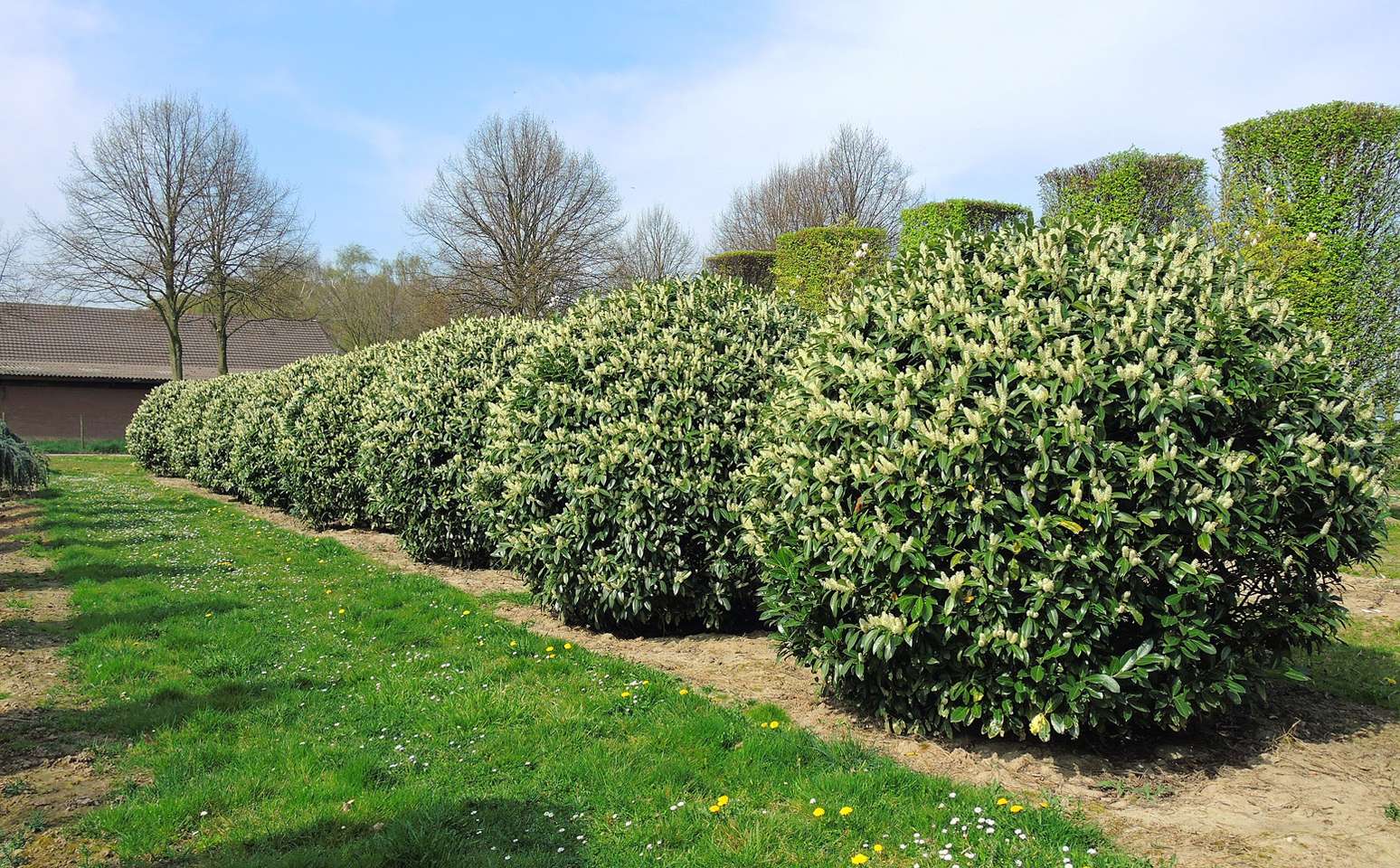Prunus laurocerasus Caucasica - Caucasica Cherry Laurel