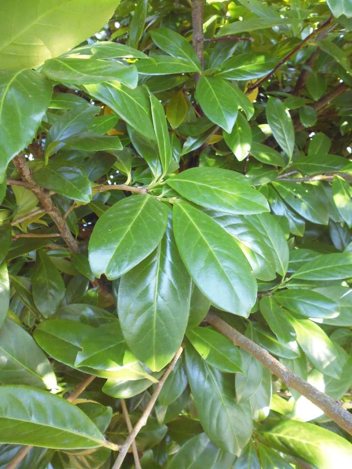 Prunus laurocerasus Rotundifolia - Rotundifolia Cherry Laurel