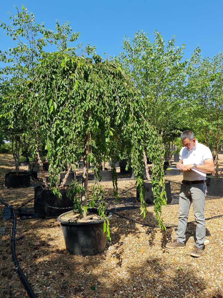 Prunus subhirtella Pendula - Weeping higan Cherry