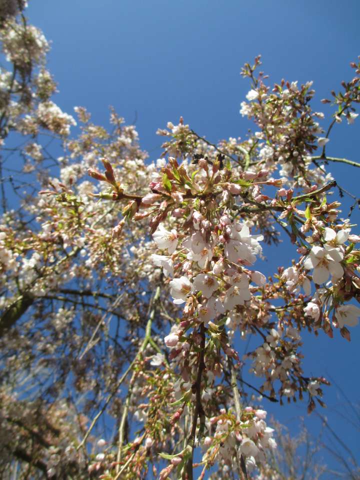 Prunus subhirtella Pendula - Weeping higan Cherry