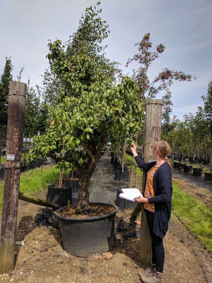 Pyrus communis Conference - Conference Pear