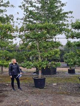 Pyrus communis Conference - Conference Pear