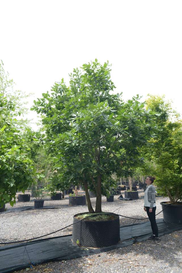 Quercus frainetto - Hungarian Oak