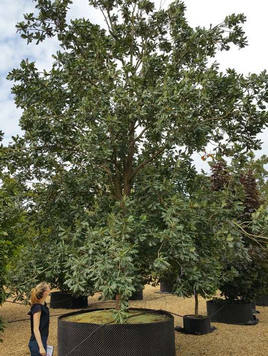 Quercus frainetto - Deepdale trees
