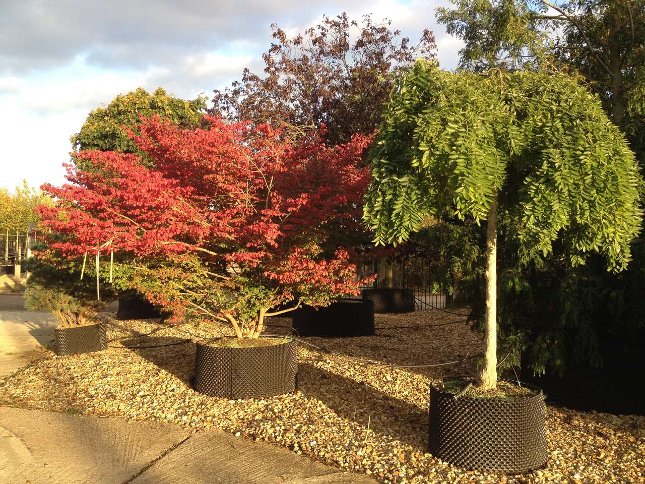 Sophora japonica Pendula - Young Weeping Scholar