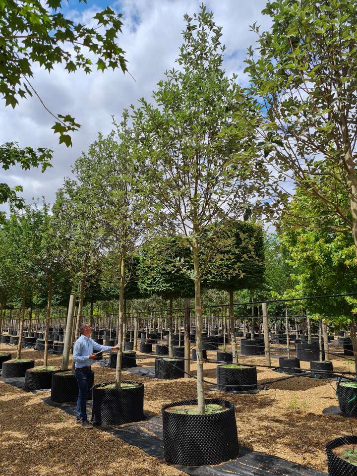 Sorbus aria Magnifica - Magnifica Whitebeam