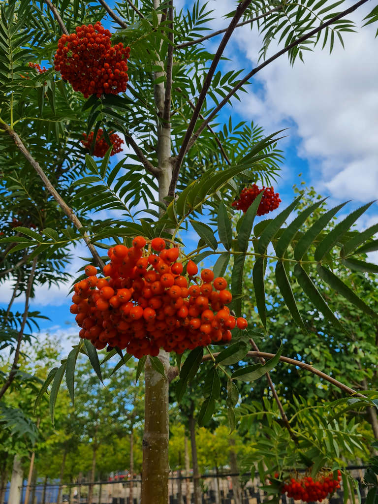 Sorbus commixta Dodong - Japanese Rowan