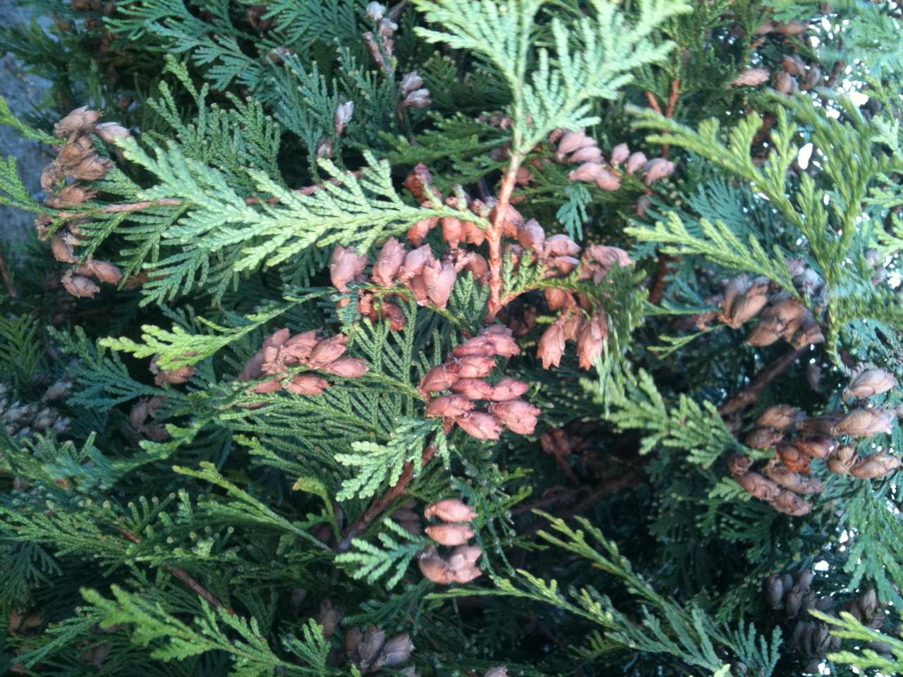 Thuja plicata Excelsa - Pacific Cedar