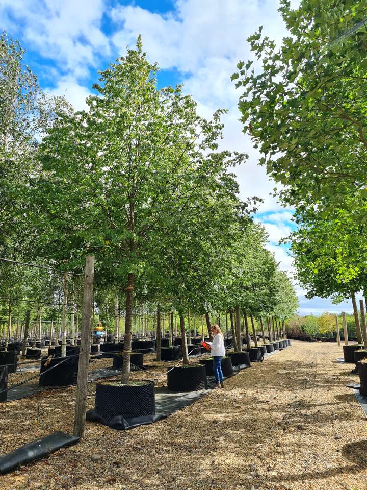 Tilia cordata Greenspire - Pry tree