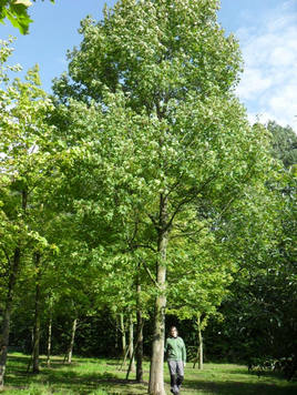 Acer platanoides Emerald Queen - Norway Maple - Deepdale Trees