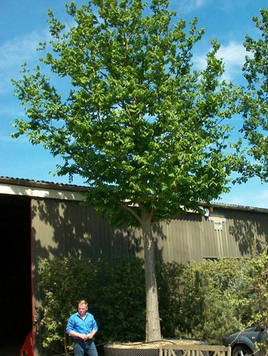 Pterocarya fraxinifolia - Caucasian wingnut or walnut - Deepdale Trees