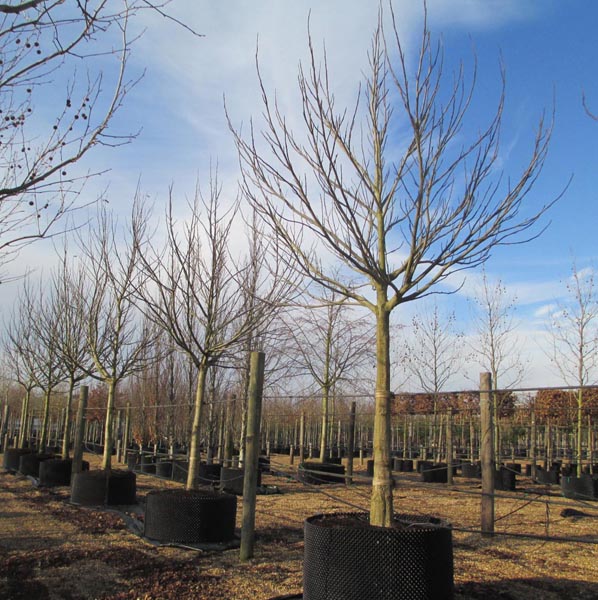 Pterocarya fraxinifolia - Caucasian wingnut or walnut - Deepdale Trees