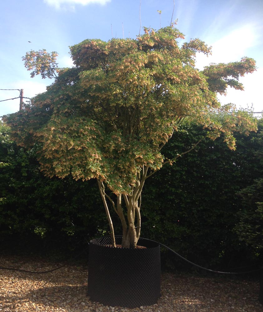 Enkianthus campanulatus - Red Vein Enkianthus - Deepdale Trees