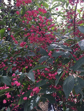 Euonymus europaeus - Spindle Tree - Deepdale Trees