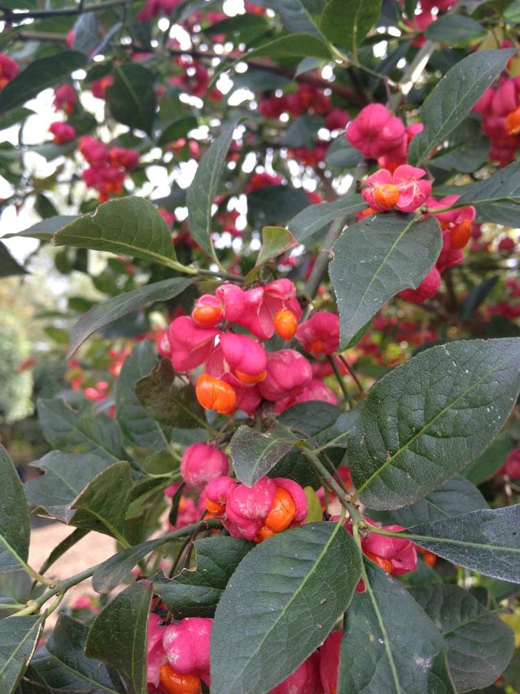 Euonymus eurpaeus - Spindle Tree