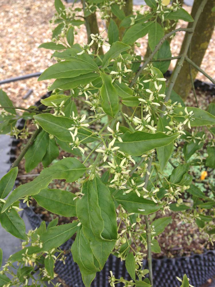 Euonymus europaeus - Spindle Tree - Deepdale Trees