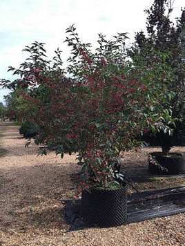 Euonymus europaeus - Spindle Tree - Deepdale Trees