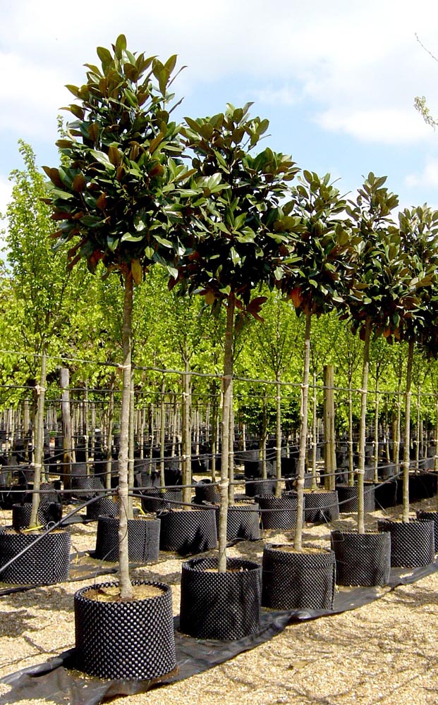 Magnolia Grandiflora Tree