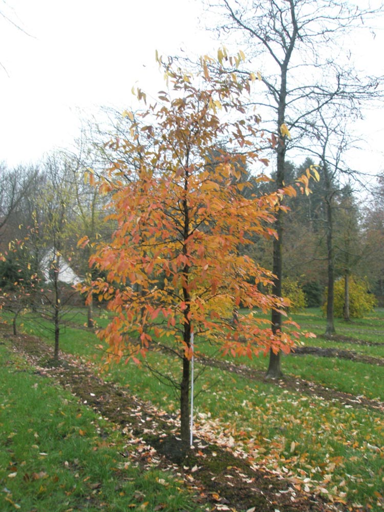 Nyssa sylvatica - Tupelo / Black Gum Tree - Deepdale Trees