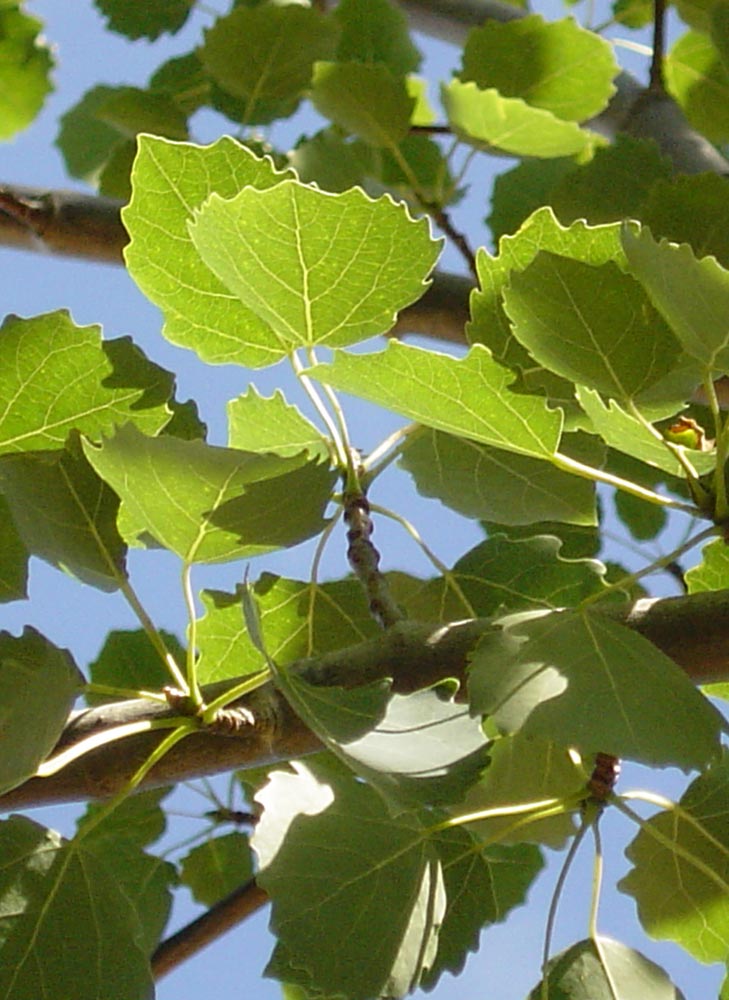Populus tremula - Aspen - Deepdale Trees
