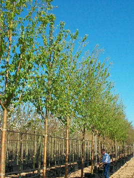 Prunus maackii Amber Beauty - Manchurian Cherry - Deepdale Trees