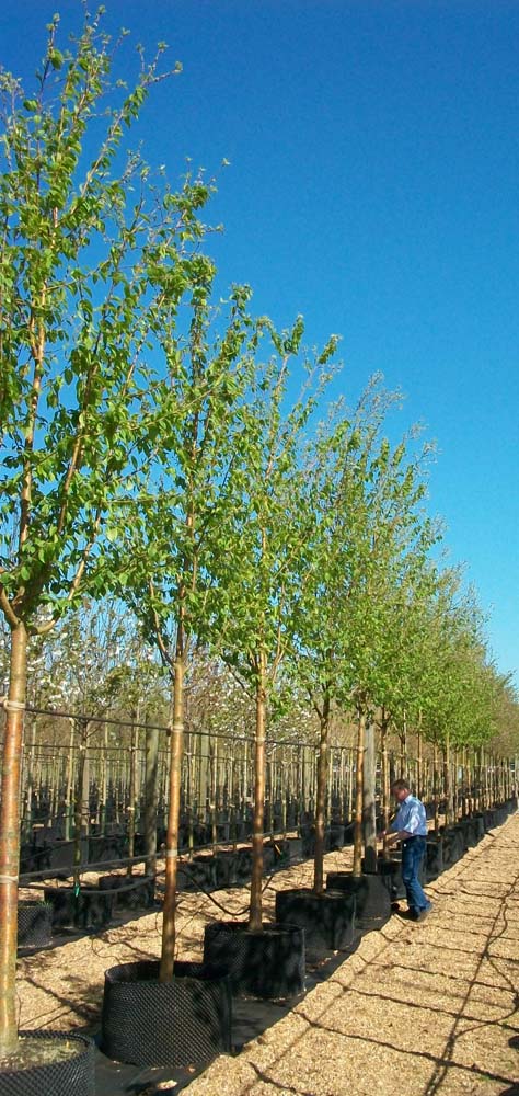 Prunus maackii Amber Beauty - Manchurian Cherry - Deepdale Trees
