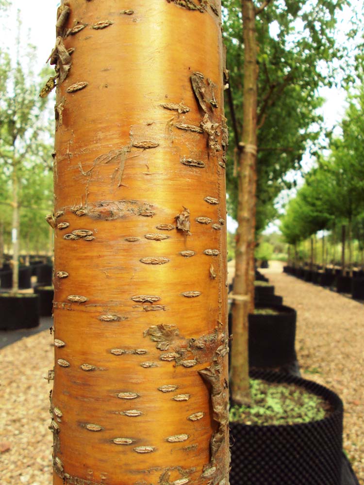 Prunus maackii Amber Beauty - Manchurian Cherry