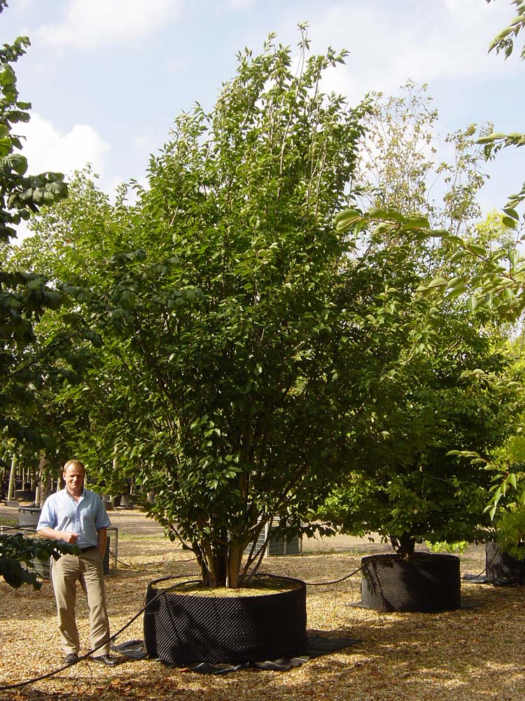 Prunus maackii Amber Beauty - Manchurian Cherry
