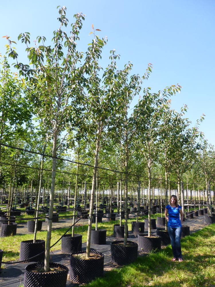 Prunus serrulata Kanzan - Cherry ‘Kanzan’ - Deepdale Trees