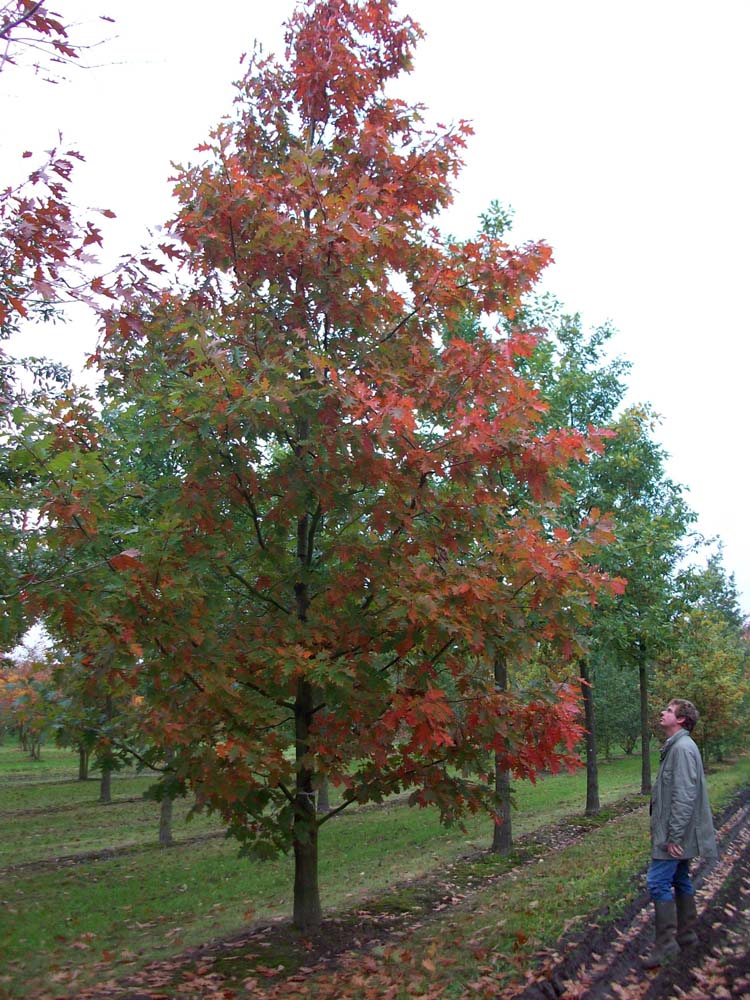 Quercus Rubra