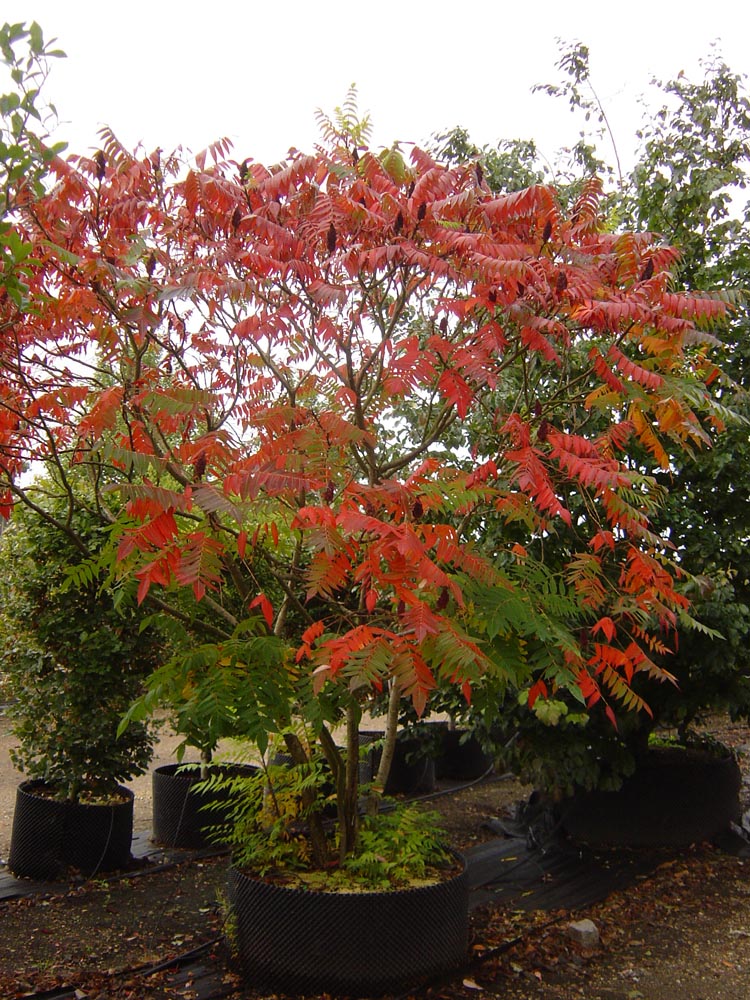Rhus typhina - Stag’s horn sumach - Deepdale Trees