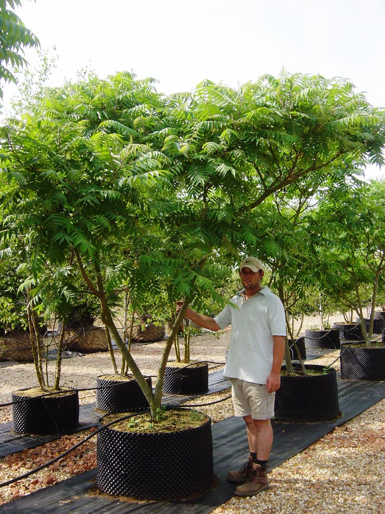 Rhus typhina - Stag’s horn sumach - Deepdale Trees
