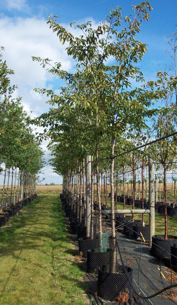 Prunus yedoensis - Yoshino Cherry - Deepdale Trees
