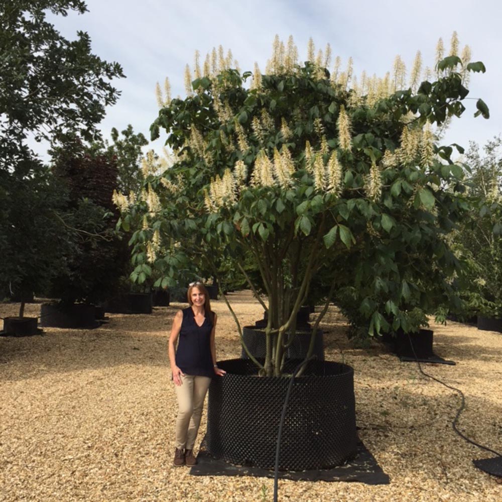 Aesculus parviflora - Bottlebrush or Dwarf buckeye - Deepdale Trees