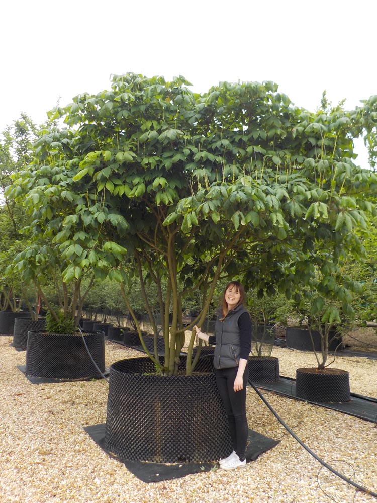 Aesculus parviflora - Bottlebrush or Dwarf buckeye - Deepdale Trees
