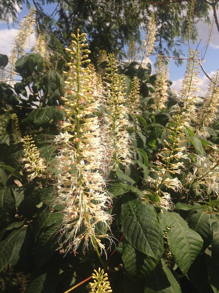 Aesculus parviflora - Bottlebrush or Dwarf buckeye - Deepdale Trees