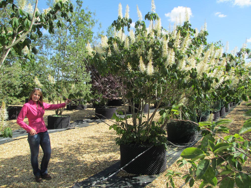 Aesculus parviflora - Bottlebrush or Dwarf buckeye - Deepdale Trees