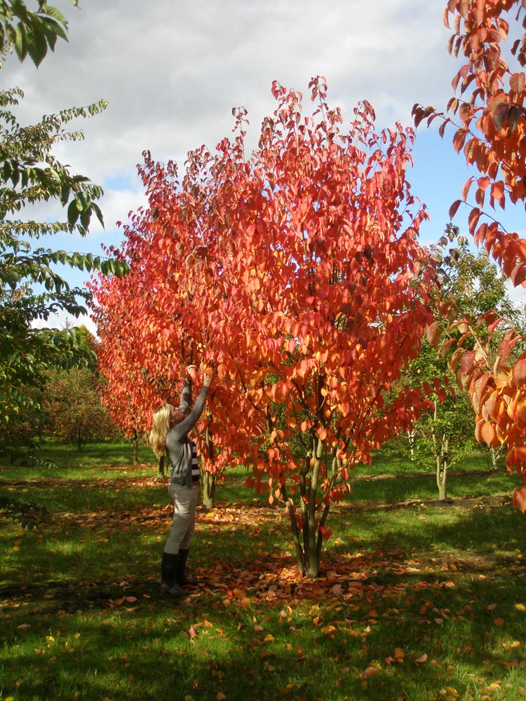Prunus sargentii - Sargents Cherry - Deepdale Trees