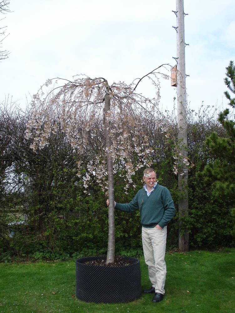 Prunus yedoensis - Yoshino Cherry - Deepdale Trees