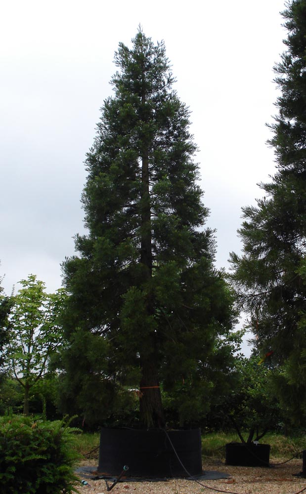 Sequoiadendron giganteum - Big Tree or Wellingtonia - Deepdale Trees