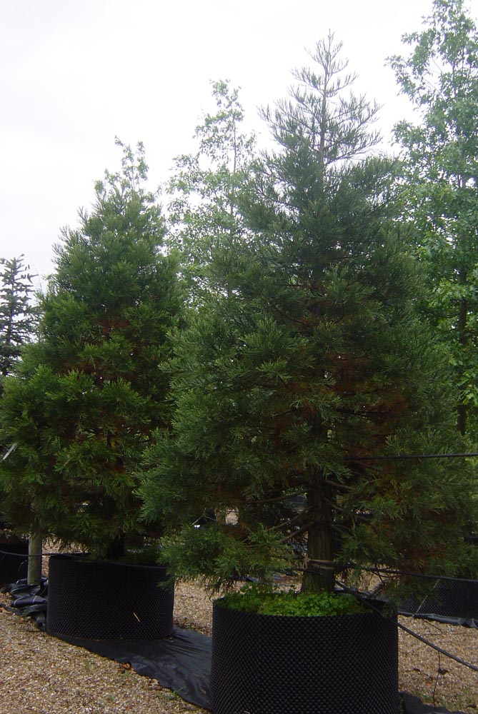 Sequoiadendron giganteum - Big Tree or Wellingtonia - Deepdale Trees