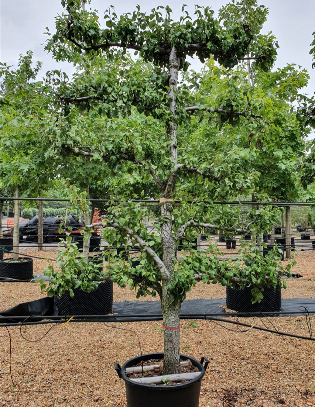 Pyrus communis - Common Pear - Deepdale Trees