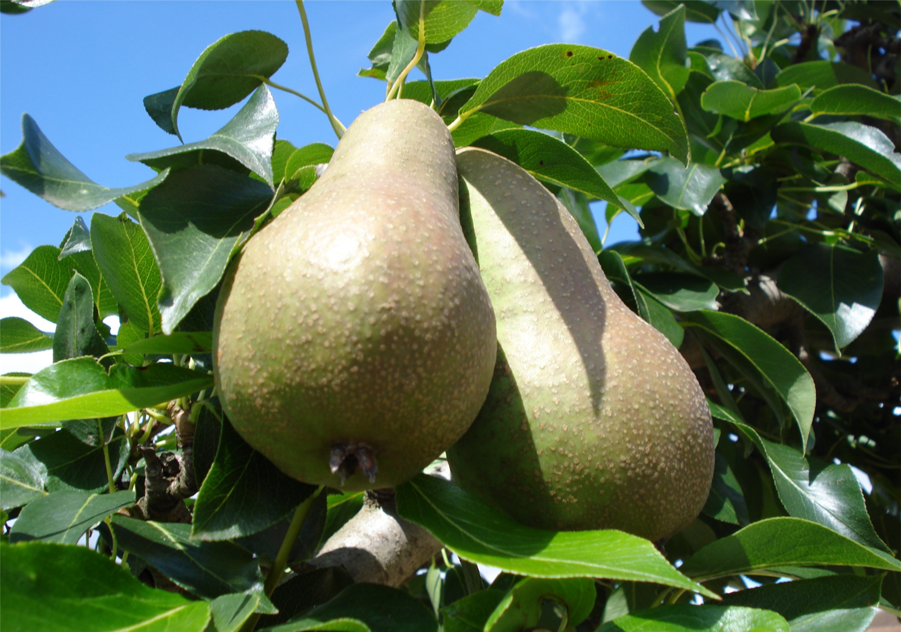 Pyrus communis - Common Pear - Deepdale Trees