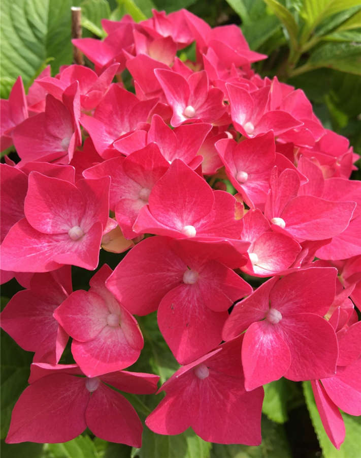 Hydrangea macrophylla - Hortensia - Deepdale Trees