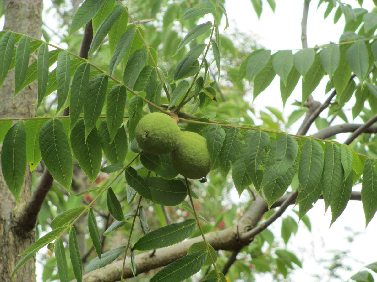 Juglans nigra - Black Walnut - Deepdale Trees